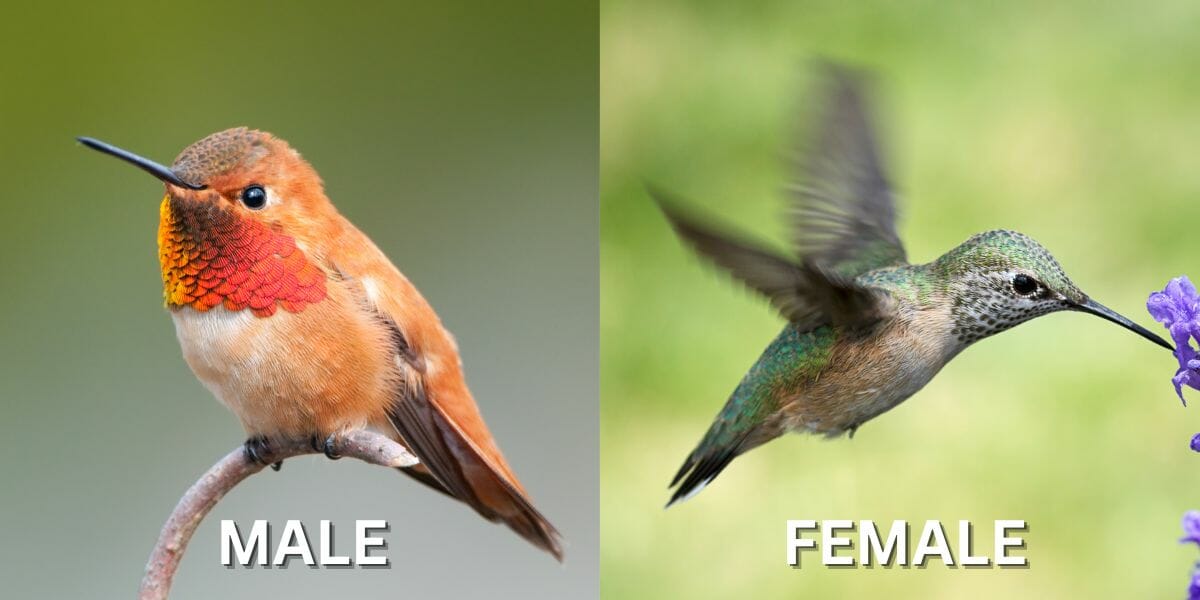 Hummingbirds in Texas – 8 Species You Ever Wanted to Know ...