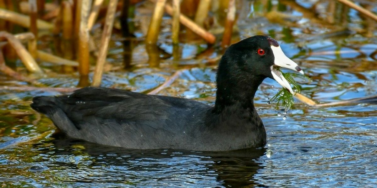 11 Stunning Birds with Red Eyes [Pictures & Guide] - Birdwatching Buzz