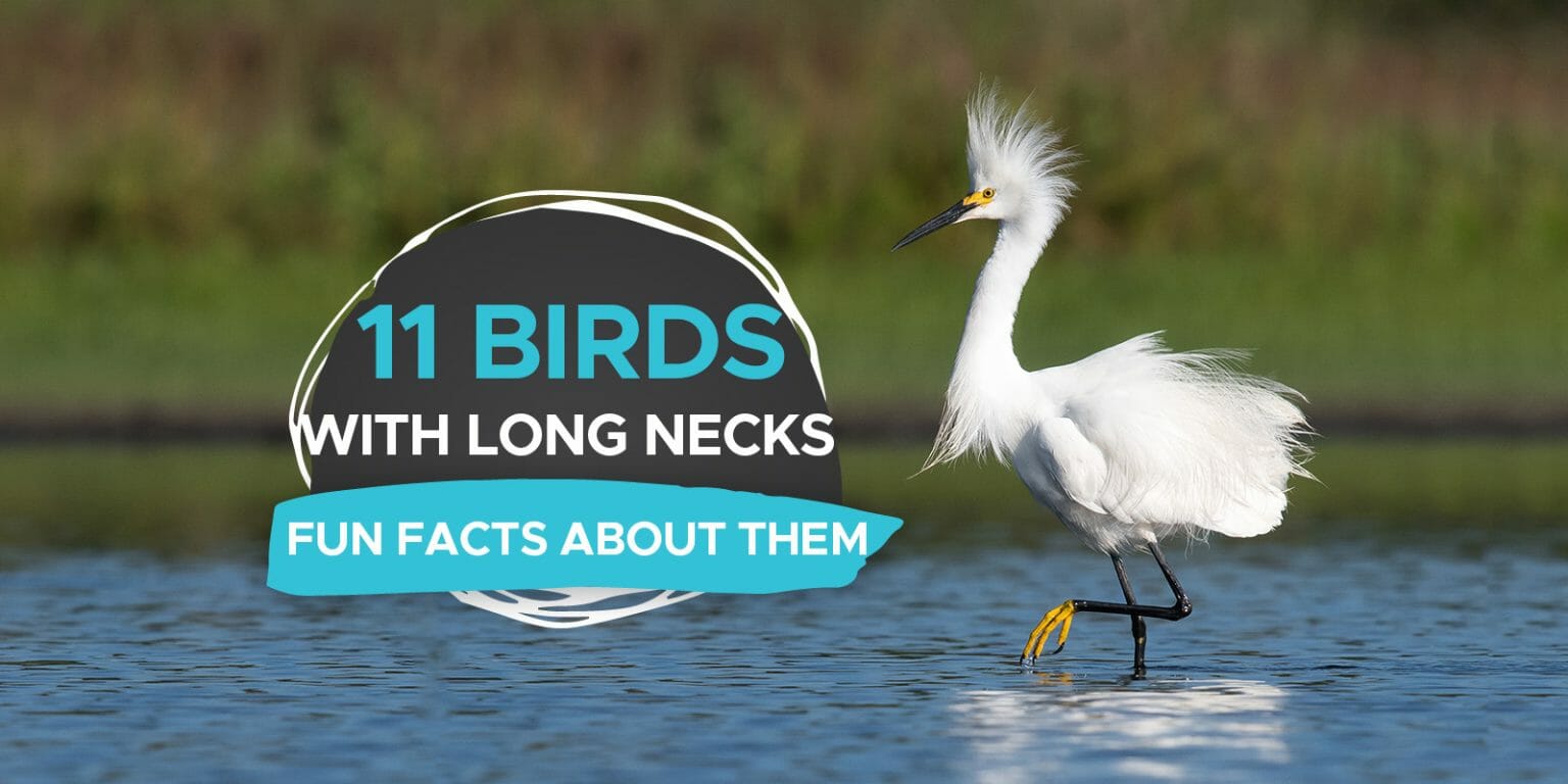 11 Birds With Long Necks [Living Dinosaurs!] - Birdwatching Buzz