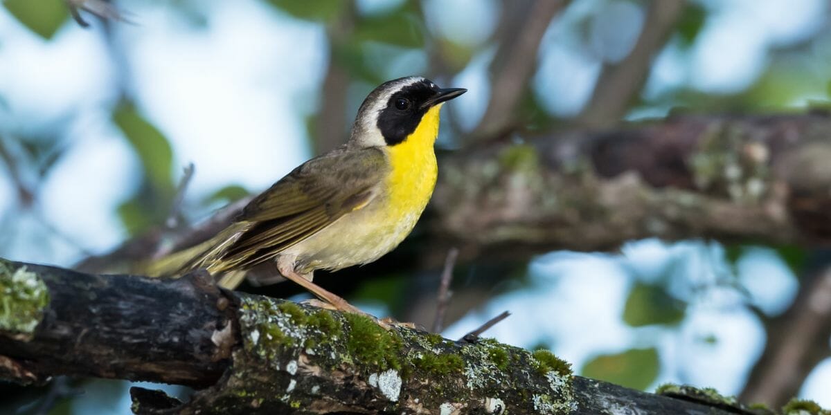 7 Stunning Yellow and Black Birds [It's Not a Bumblebee ...