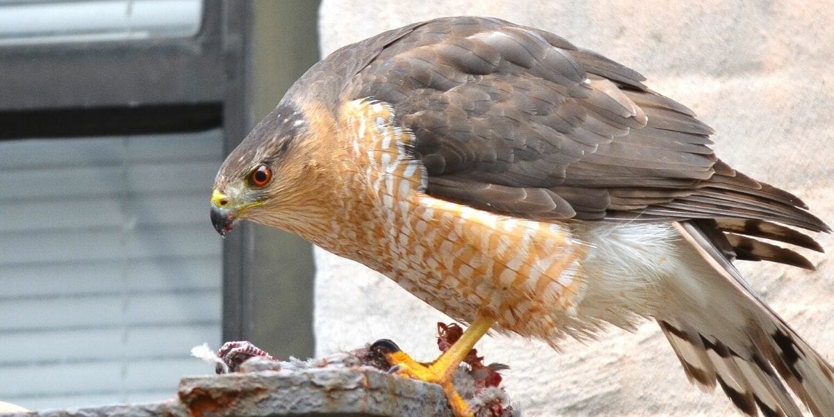 11 Stunning Birds with Red Eyes [Pictures & Guide] - Birdwatching Buzz