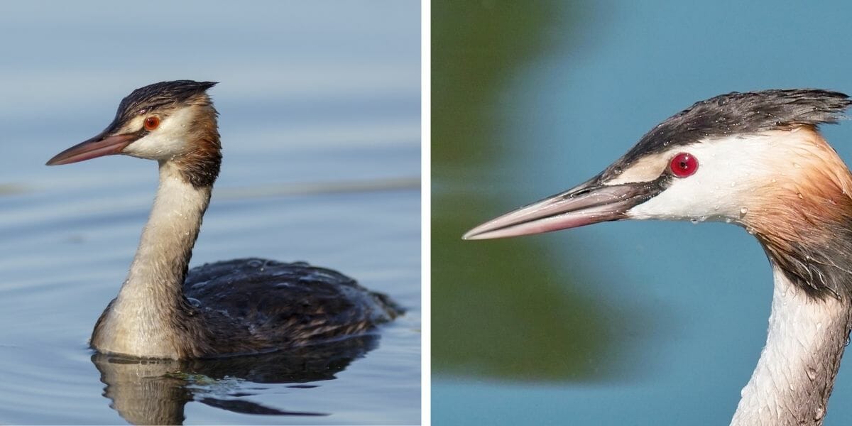 11 Stunning Birds with Red Eyes [Pictures & Guide] - Birdwatching Buzz