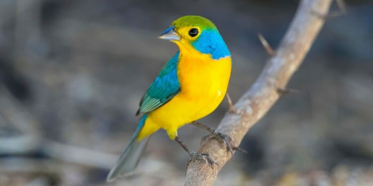 10 Most Vibrant Blue and Yellow Birds [Pictures & Guide] - Birdwatching ...