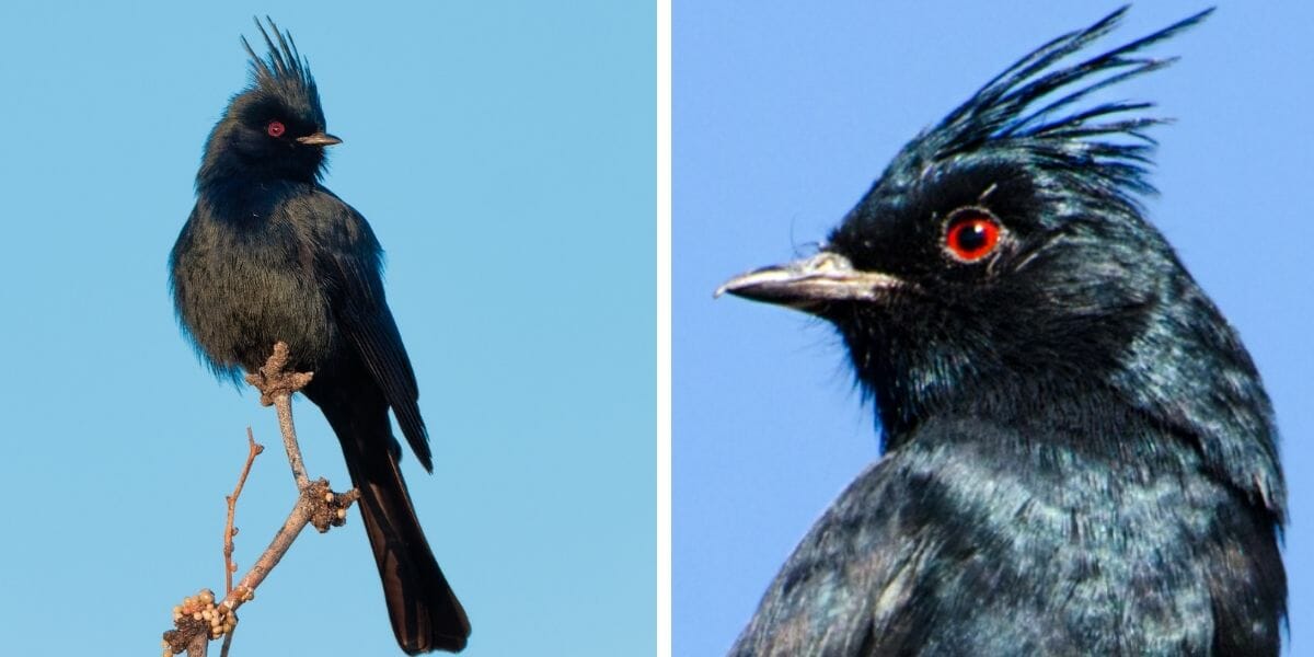 11 Stunning Birds with Red Eyes [Pictures & Guide] - Birdwatching Buzz