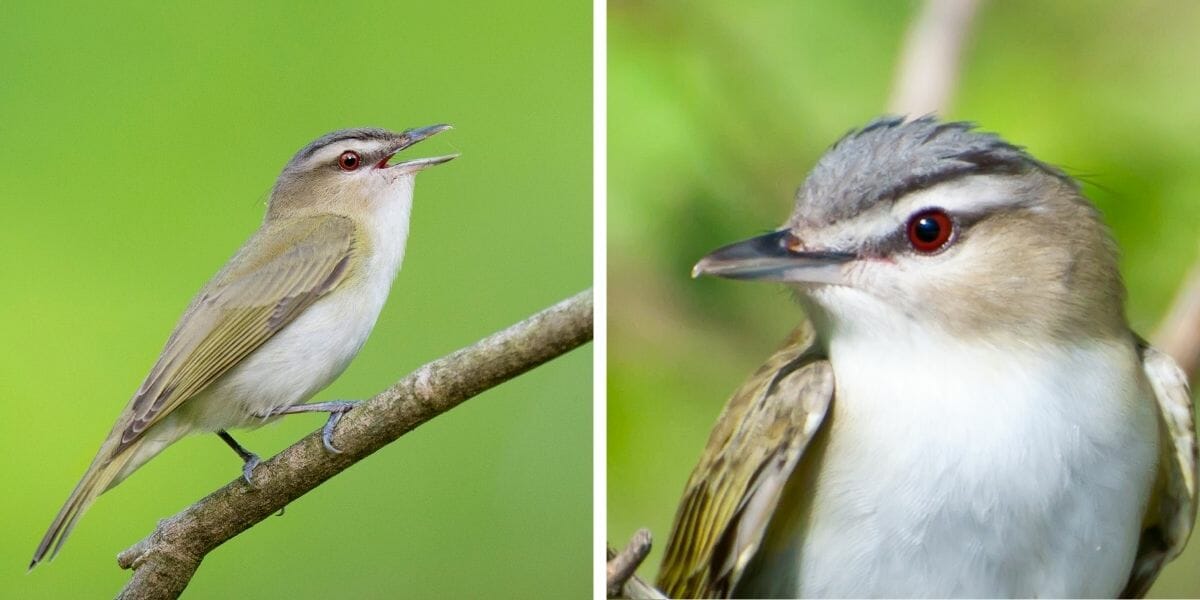 11 Stunning Birds with Red Eyes [Pictures & Guide] - Birdwatching Buzz