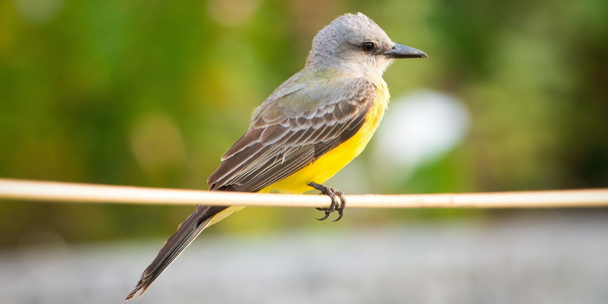 10 Most Vibrant Blue and Yellow Birds [Pictures & Guide] - Birdwatching Buzz