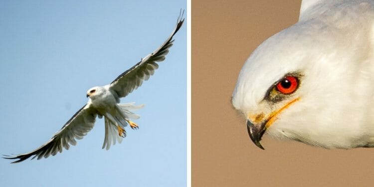 11 Stunning Birds with Red Eyes [Pictures & Guide] - Birdwatching Buzz