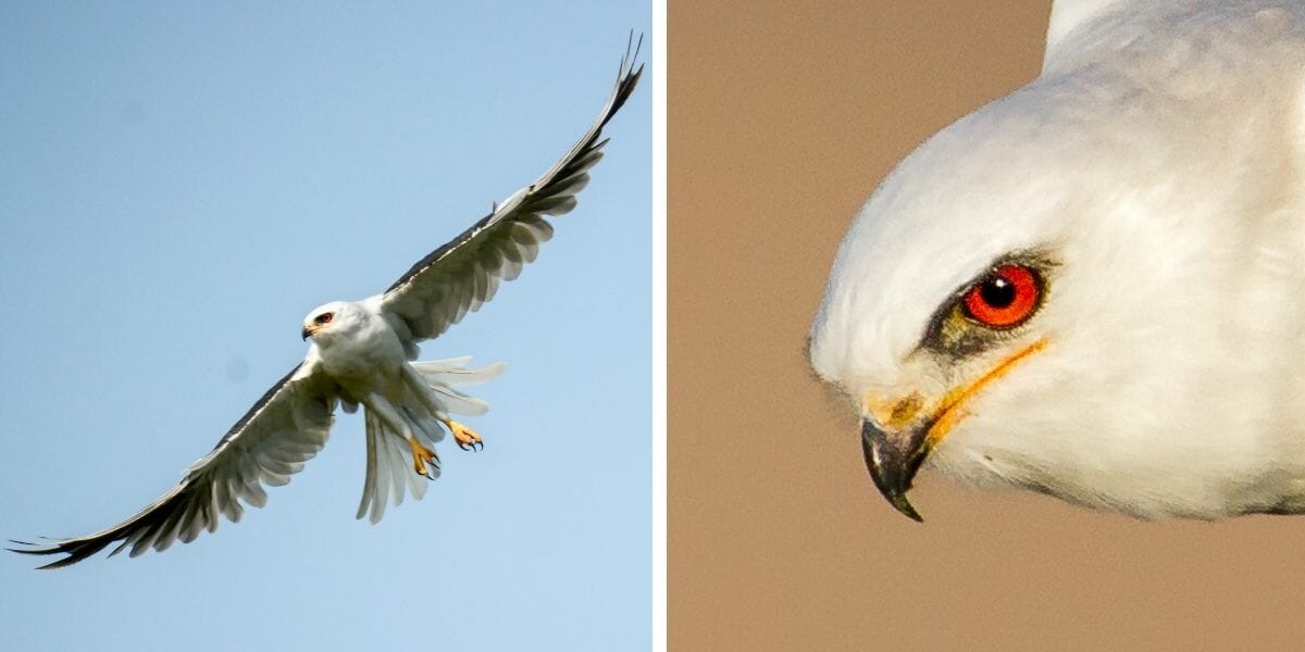 11 Stunning Birds with Red Eyes [Pictures & Guide] - Birdwatching Buzz