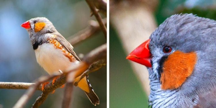 11 Stunning Birds with Red Eyes [Pictures & Guide] - Birdwatching Buzz
