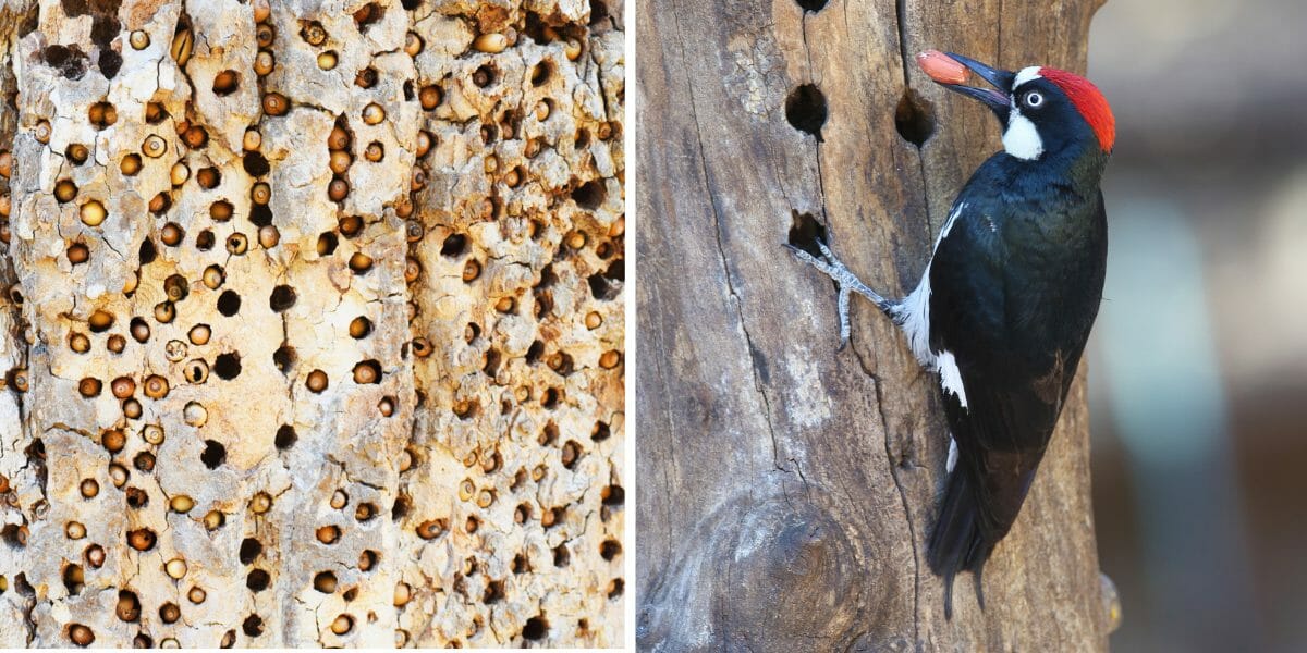 15 Birds With Red Heads and Where To Find Them [Pictures & Guide ...