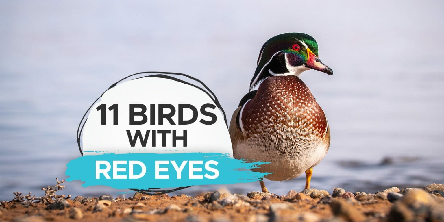11 Stunning Birds with Red Eyes [Pictures & Guide] - Birdwatching Buzz
