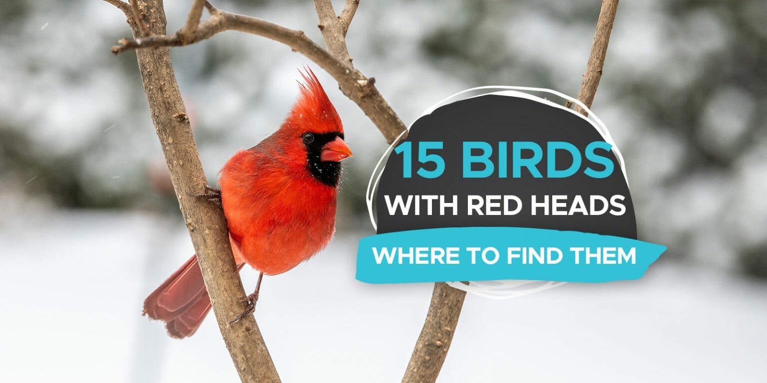15 Birds With Red Heads and Where To Find Them [Pictures & Guide ...