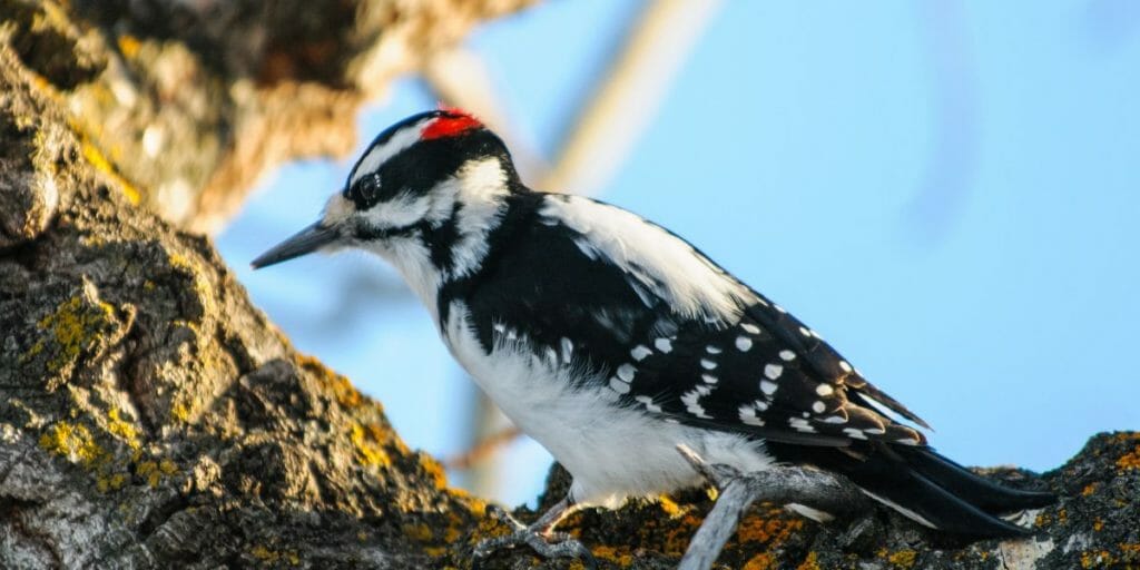 15 Birds With Red Heads and Where To Find Them [Pictures & Guide ...