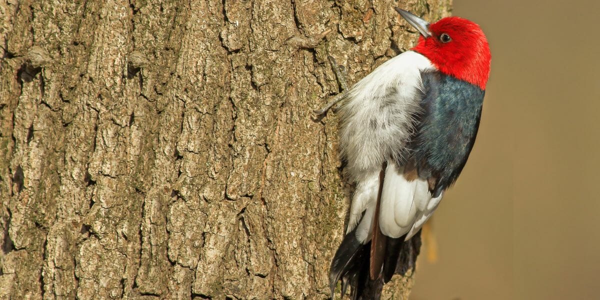 15 Birds With Red Heads and Where To Find Them [Pictures & Guide ...