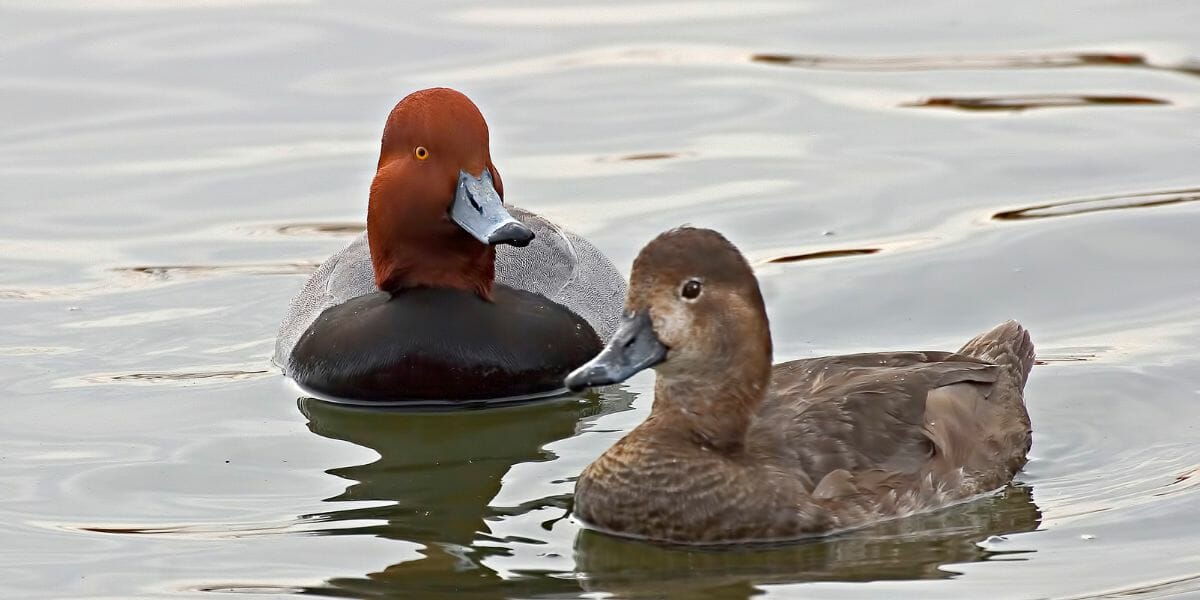15 Birds With Red Heads and Where To Find Them [Pictures & Guide ...