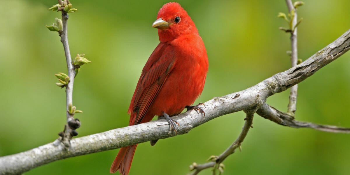 15 Birds With Red Heads and Where To Find Them [Pictures & Guide ...