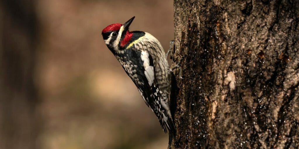 15 Birds With Red Heads and Where To Find Them [Pictures & Guide ...