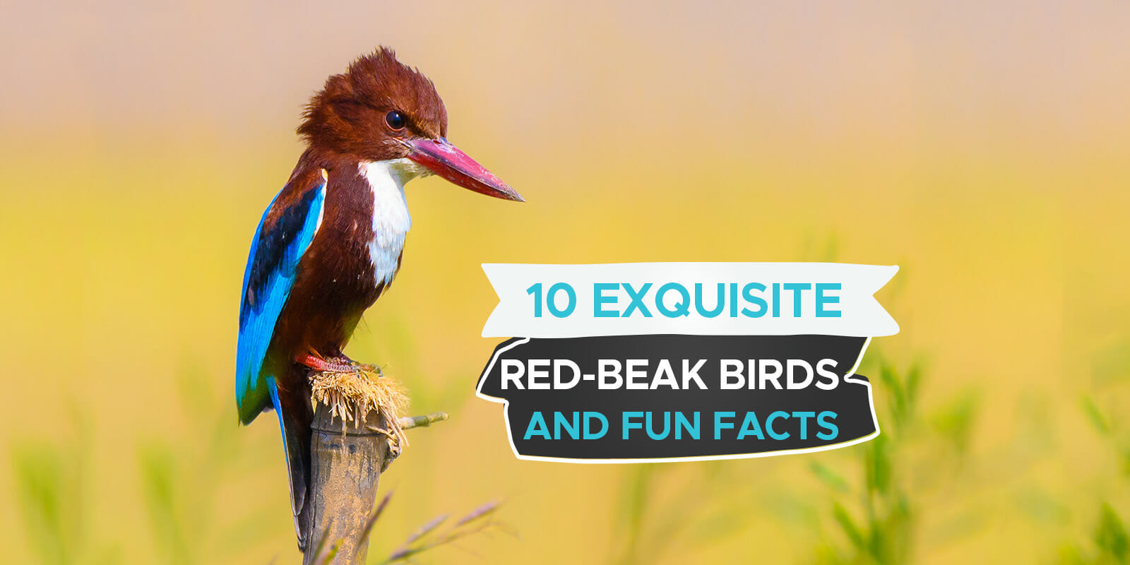 10 Exquisite Birds With Red Beaks [ID & Pictures] - Birdwatching Buzz