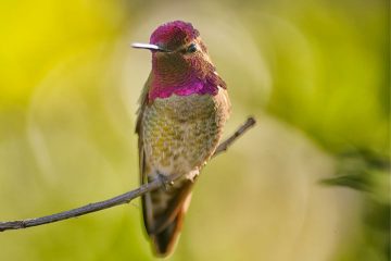 Southern California Hummingbirds [Ranked By Likelihood They Would be ...