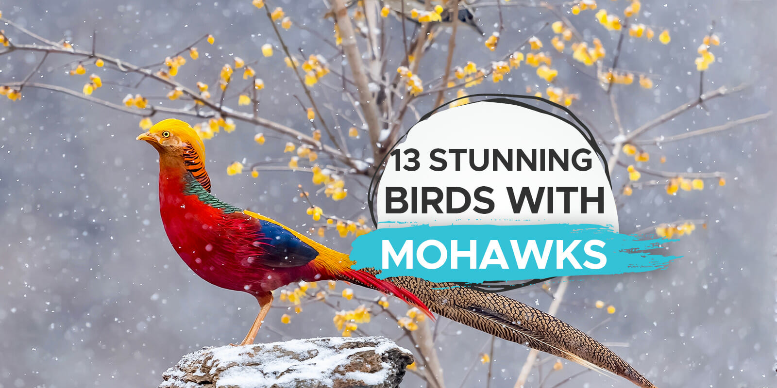 13 Stunning Birds with Mohawks [A Sight to Behold] - Birdwatching Buzz