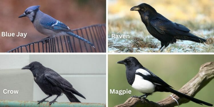 19 Fascinating Facts About Blue Jays - Birdwatching Buzz