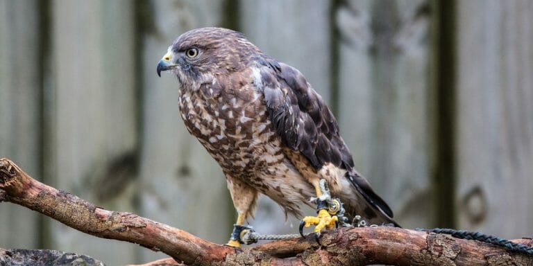 10 Amazing Hawks in North Carolina You Don’t Want To Miss [ID ...