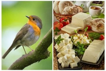 Can Birds Eat Cheese? [The Surprising Answer You Need to Know ...