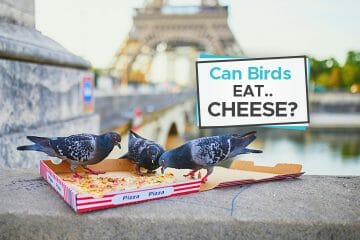 Can Birds Eat Cheese? [The Surprising Answer You Need to Know ...