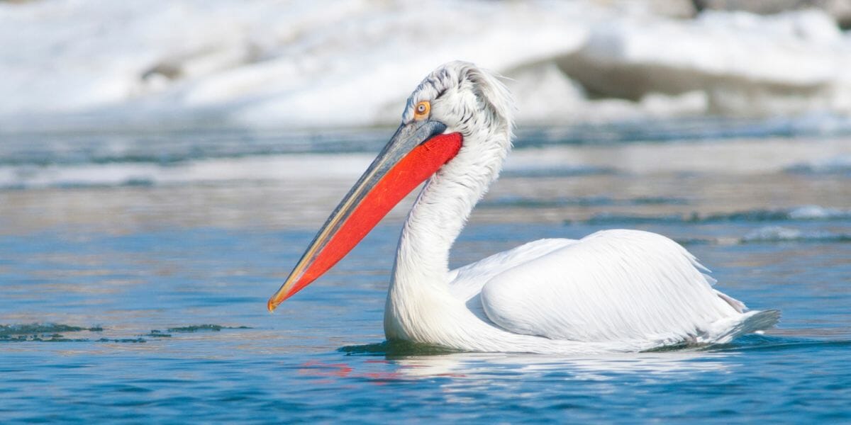13 Stunning Birds with Mohawks [A Sight to Behold] - Birdwatching Buzz