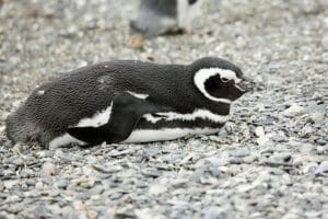 How Do Penguins Sleep? [A Look Inside a Penguin's Sleeping Habits] - Birdwatching Buzz