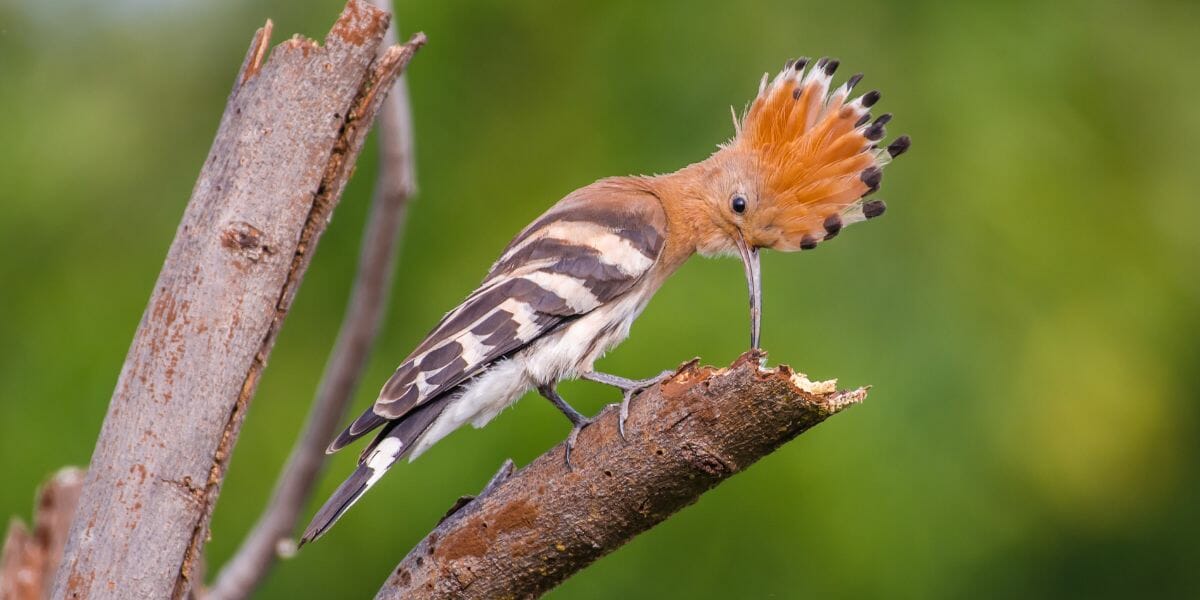 13 Stunning Birds with Mohawks [A Sight to Behold] - Birdwatching Buzz