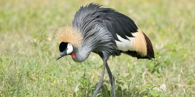 13 Stunning Birds with Mohawks [A Sight to Behold] - Birdwatching Buzz