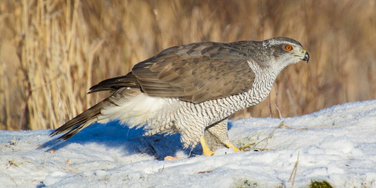 10 Amazing Hawks in North Carolina You Don’t Want To Miss [ID ...