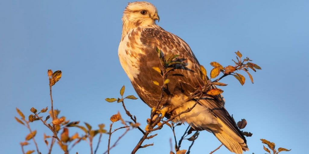 10 Amazing Hawks in North Carolina You Don’t Want To Miss [ID ...
