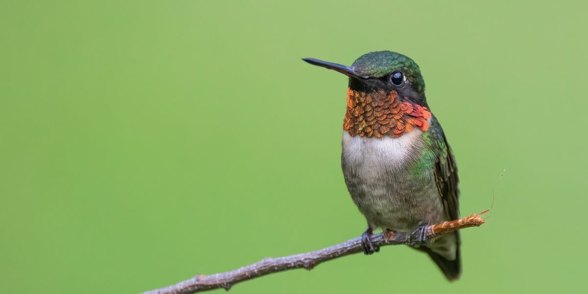 The Enchanting World of Hummingbirds in Ohio [ID & Pictures ...