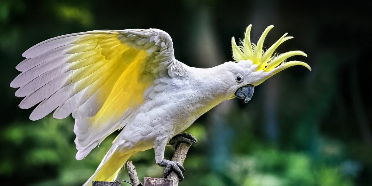 13 Stunning Birds with Mohawks [A Sight to Behold] - Birdwatching Buzz