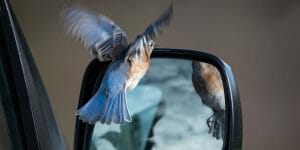 Can Birds See Glass? [How to Stop Them from Colliding] - Birdwatching Buzz
