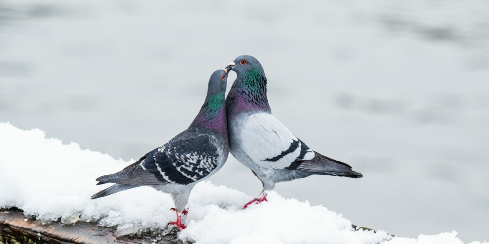 Do Pigeons Mate For Life? - Birdwatching Buzz