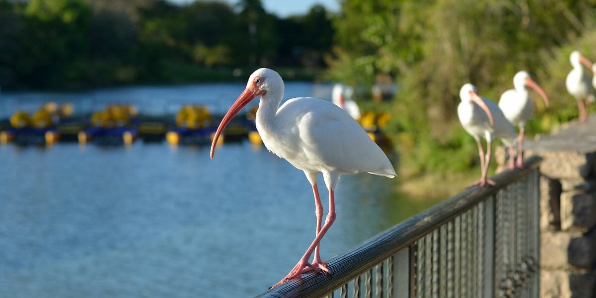 10 Exquisite Birds With Red Beaks [ID & Pictures] - Birdwatching Buzz