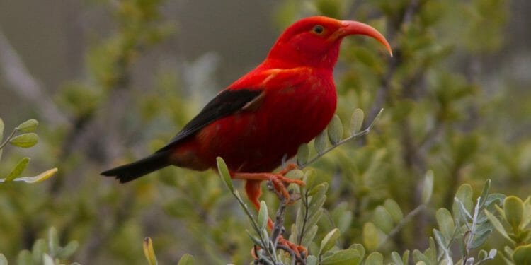 10 Exquisite Birds With Red Beaks [ID & Pictures] - Birdwatching Buzz