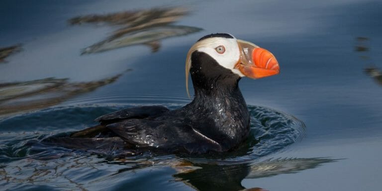 10 Exquisite Birds With Red Beaks [ID & Pictures] - Birdwatching Buzz