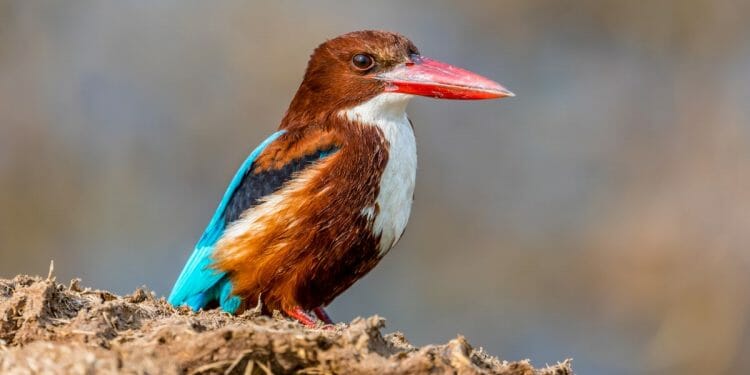 10 Exquisite Birds With Red Beaks [ID & Pictures] - Birdwatching Buzz