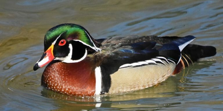 10 Exquisite Birds With Red Beaks [ID & Pictures] - Birdwatching Buzz