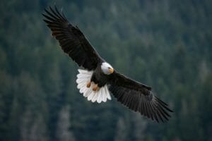 How Far Can an Eagle See? [Exploring the Limits of Eagle’s Vision ...