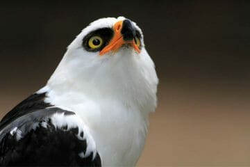 9 Stunning Hawks with White Heads - Birdwatching Buzz