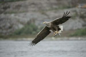 How Far Can an Eagle See? [Exploring the Limits of Eagle’s Vision ...
