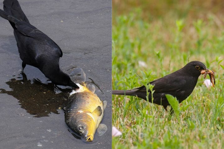 Crow vs. Blackbird [How to Differentiate the Two] - Birdwatching Buzz
