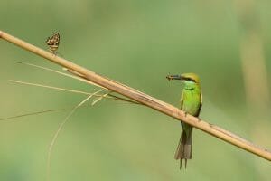 Do Birds Eat Butterflies? [Here's Everything You Need to Know ...