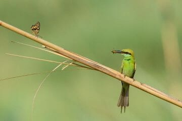 Do Birds Eat Butterflies? [Here's Everything You Need to Know ...