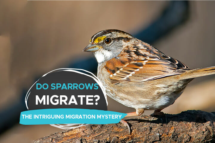 Do Sparrows Migrate? [The Intriguing Migration Mystery] - Birdwatching Buzz